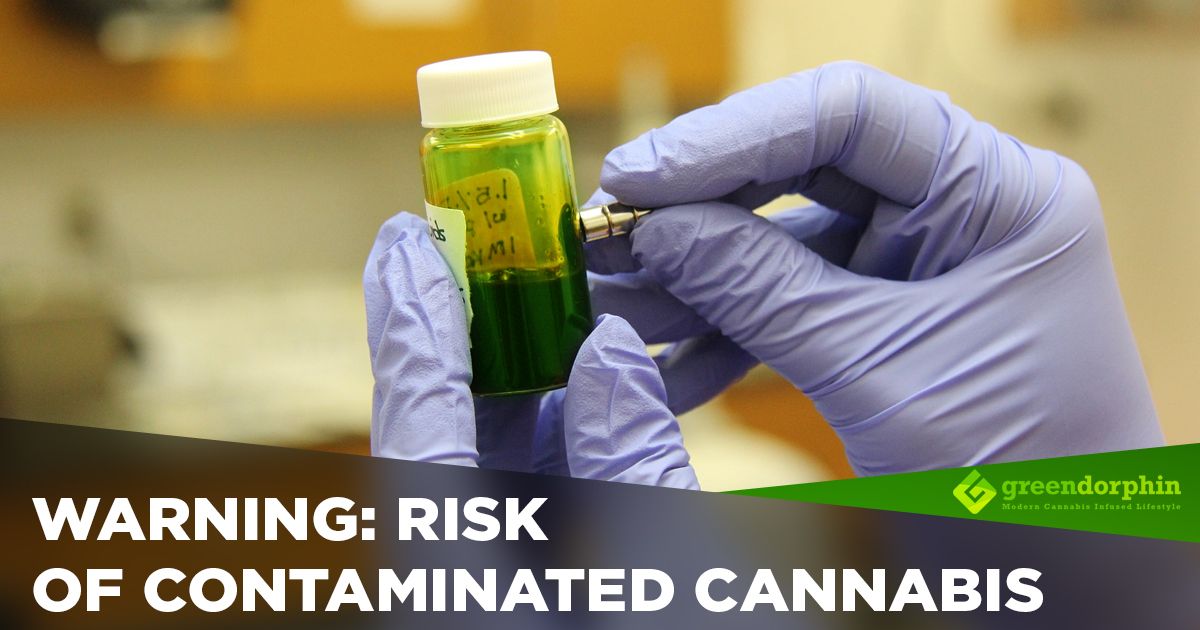 The Risks of Contaminated Cannabis | Greendorphin.com